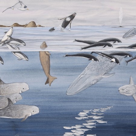 Book Illustration - Sophie Webb