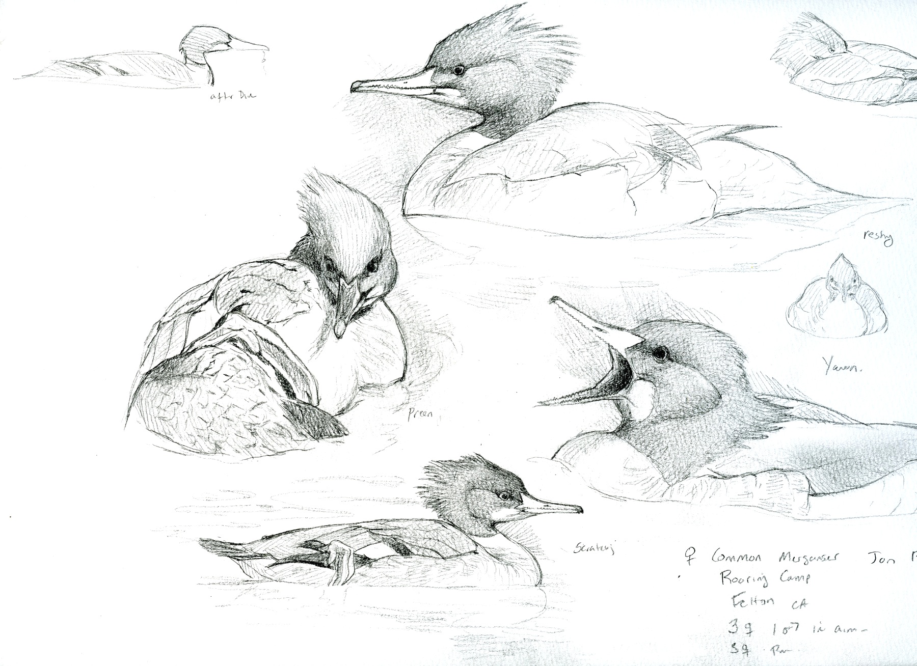 Sketches - Sophie Webb