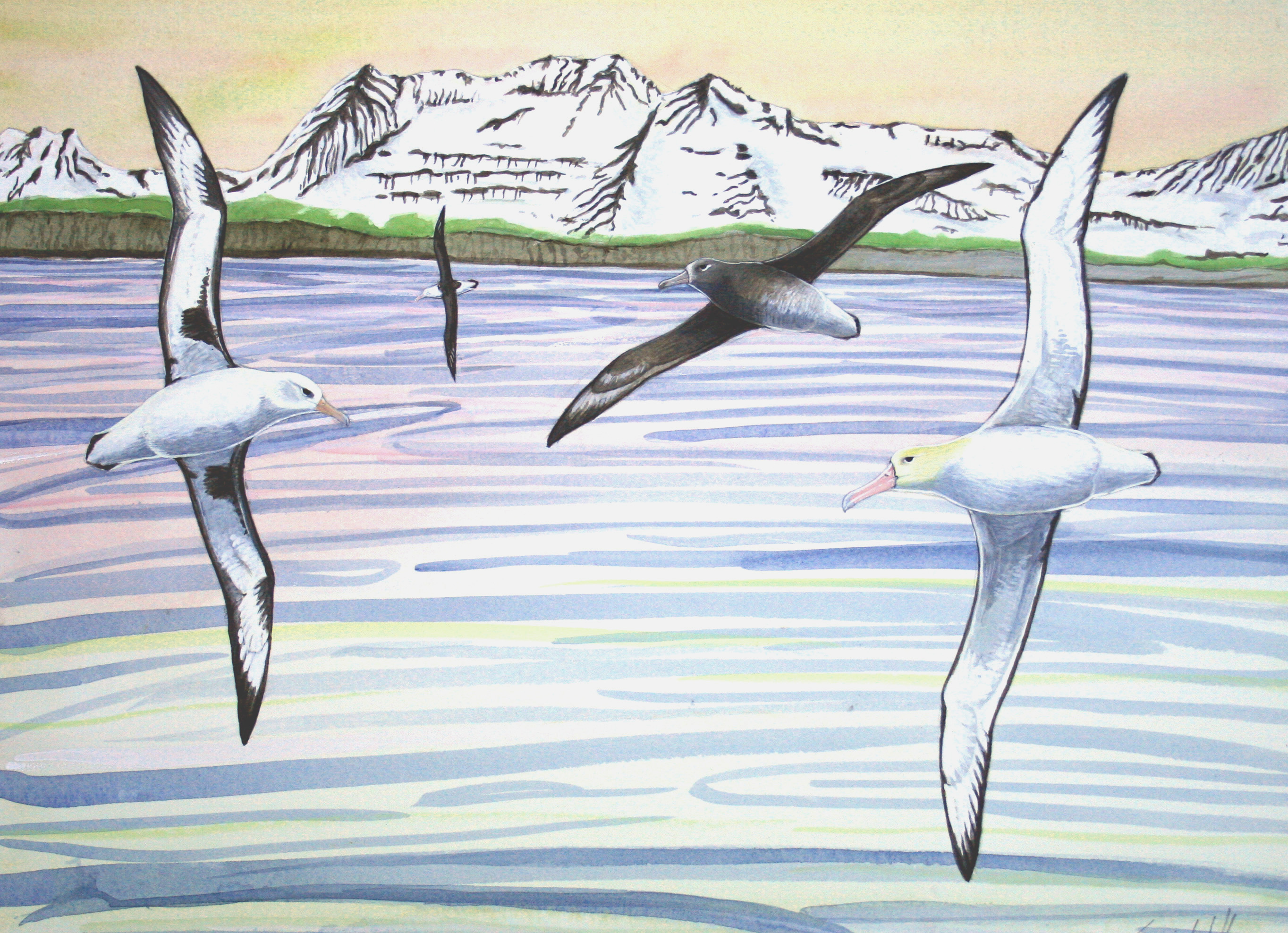 Watercolors - Sophie Webb